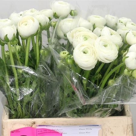 Ranunculus Aazur White 42cm | Wholesale Dutch Flowers & Florist Supplies UK