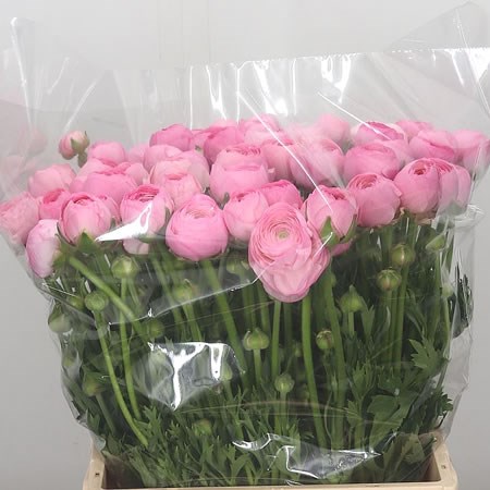 Ranunculus Amandine Pink 42cm | Wholesale Dutch Flowers & Florist ...
