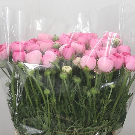 Ranunculus Amandine Pink 44cm | Wholesale Dutch Flowers & Florist ...