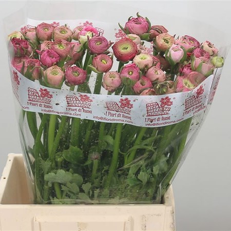 Ranunculus Amandine Pink 46cm | Wholesale Dutch Flowers & Florist ...