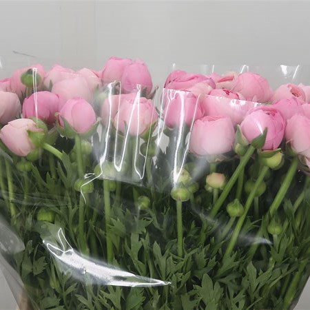 Ranunculus Amandine Pink (Extra) 45cm | Wholesale Dutch Flowers ...