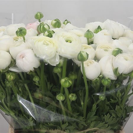 Ranunculus Amandine Snowflake (Extra) 44cm | Wholesale Dutch Flowers ...