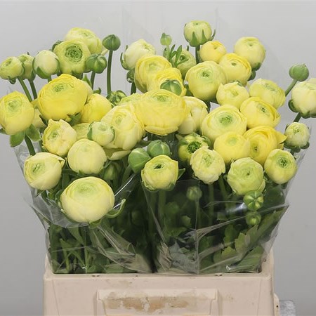 Ranunculus Azuur Lemon 40cm | Wholesale Dutch Flowers & Florist Supplies UK