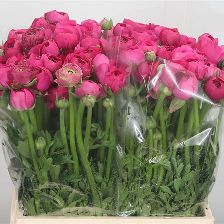 Ranunculus Bonbon Hot Pink 42cm | Wholesale Dutch Flowers & Florist ...