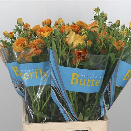 Ranunculus Butterfly Charis 70cm | Wholesale Dutch Flowers & Florist ...