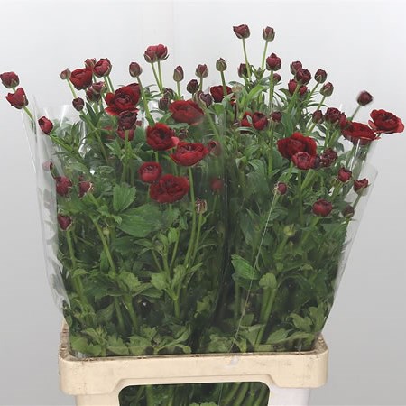 Ranunculus Butterfly Hades 65cm | Wholesale Dutch Flowers & Florist ...