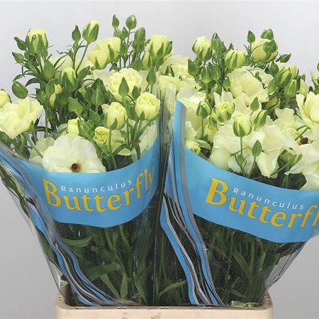Ranunculus Butterfly Litai 70cm | Wholesale Dutch Flowers & Florist ...