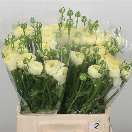 Ranunculus Cloony Commedia (Extra) 38cm | Wholesale Dutch Flowers ...