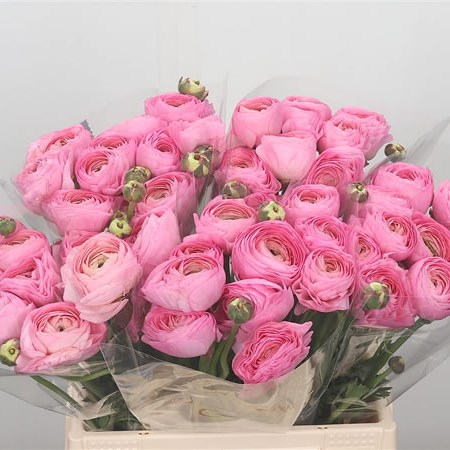 Ranunculus Cloony Venere 45cm | Wholesale Dutch Flowers & Florist ...