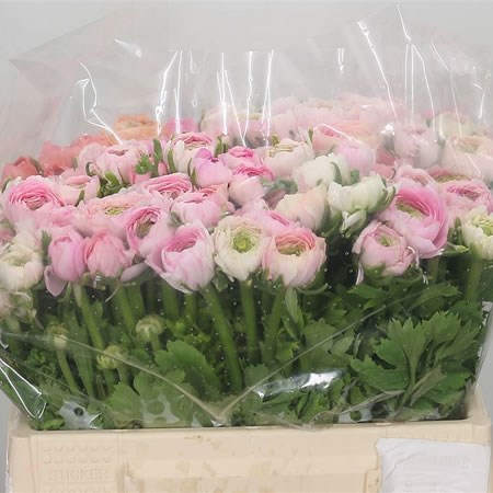 Ranunculus Elegance Baby Pink 38cm | Wholesale Dutch Flowers & Florist ...