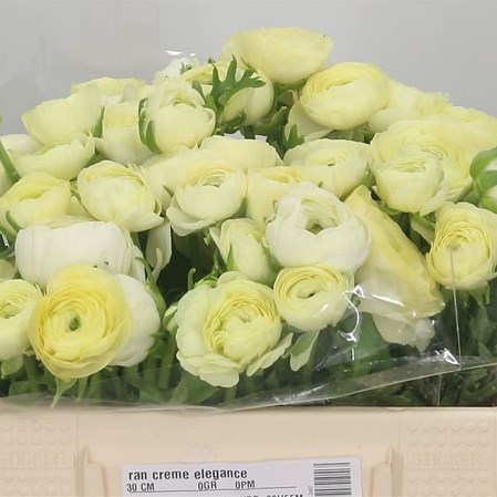 Ranunculus Elegance Cream 30cm | Wholesale Dutch Flowers & Florist ...