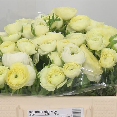 Ranunculus Elegance Cream 38cm | Wholesale Dutch Flowers & Florist ...