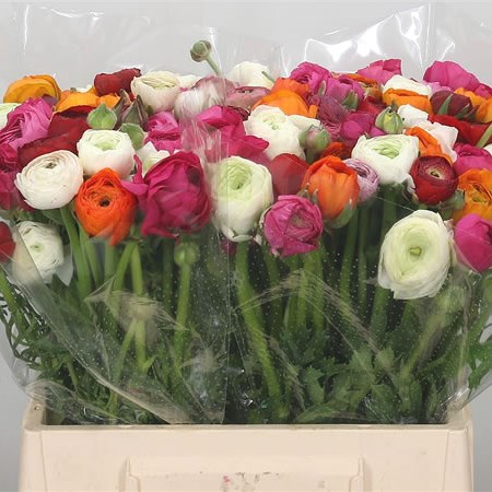 Ranunculus Elegance Extra Mix 40cm | Wholesale Dutch Flowers & Florist ...