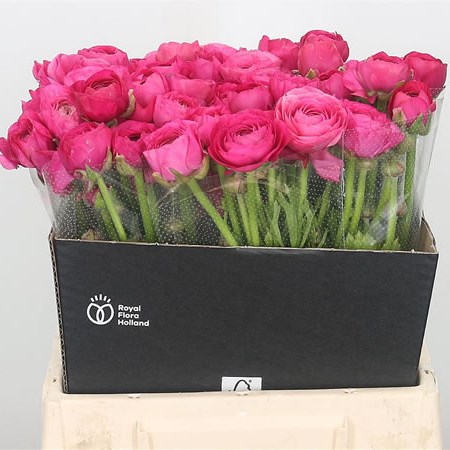 Ranunculus Elegance Hot Pink 40cm | Wholesale Dutch Flowers & Florist ...