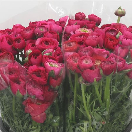 Ranunculus Elegance Hot Pink Ex 45cm | Wholesale Dutch Flowers ...