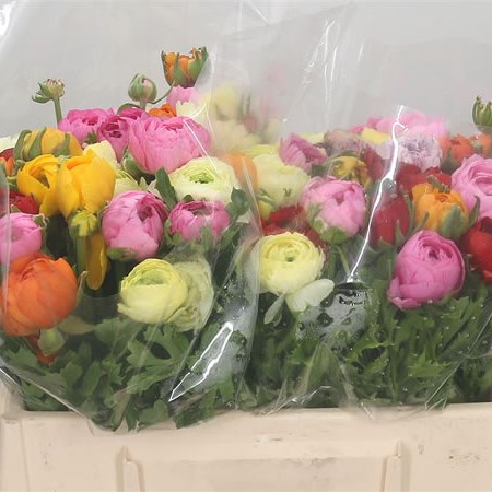 Ranunculus Elegance Mix 30cm | Wholesale Dutch Flowers & Florist ...