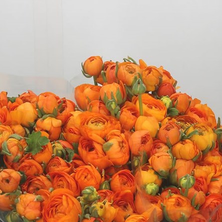 Ranunculus Elegance Orange 38cm | Wholesale Dutch Flowers & Florist ...