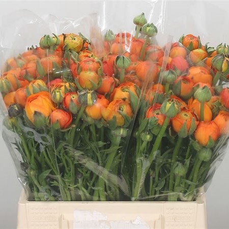 Ranunculus Elegance Orange 40cm | Wholesale Dutch Flowers & Florist ...