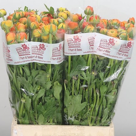 Ranunculus Elegance Orange 46cm | Wholesale Dutch Flowers & Florist ...