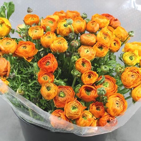 Ranunculus Elegance Orange Ex 45cm | Wholesale Dutch Flowers & Florist ...