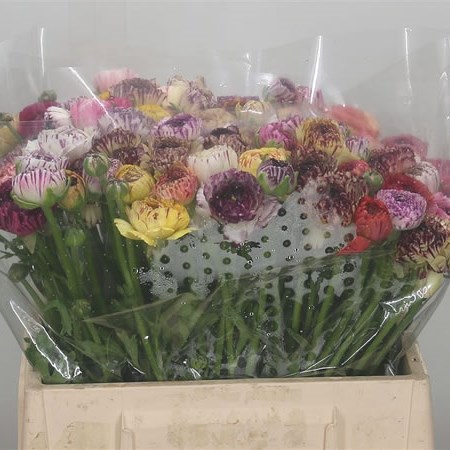 Ranunculus Elegance Picotee Mix 35cm | Wholesale Dutch Flowers ...