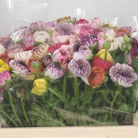 Ranunculus Elegance Picotee Pink 35cm | Wholesale Dutch Flowers ...