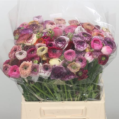Ranunculus Elegance Picotee Pink 38cm | Wholesale Dutch Flowers ...
