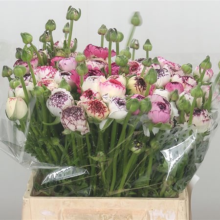 Ranunculus Elegance Picotee Pink 42cm | Wholesale Dutch Flowers ...