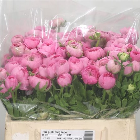 Ranunculus Elegance Pink 30cm | Wholesale Dutch Flowers & Florist ...