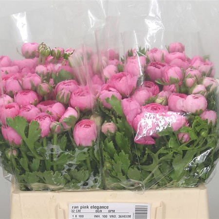 Ranunculus Elegance Pink 32cm | Wholesale Dutch Flowers & Florist ...