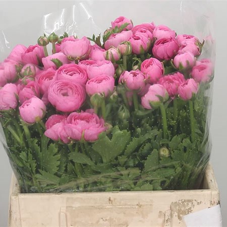 Ranunculus Elegance Pink 35cm | Wholesale Dutch Flowers & Florist ...