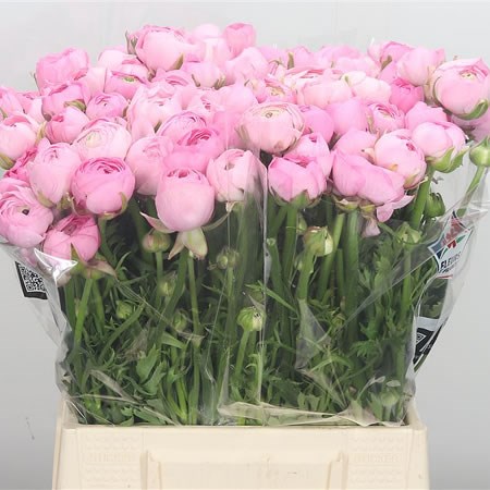 Ranunculus Elegance Pink 42cm | Wholesale Dutch Flowers & Florist ...