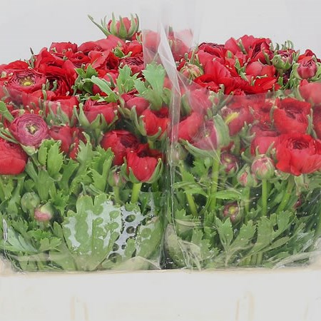 Ranunculus Elegance Red 32cm | Wholesale Dutch Flowers & Florist ...