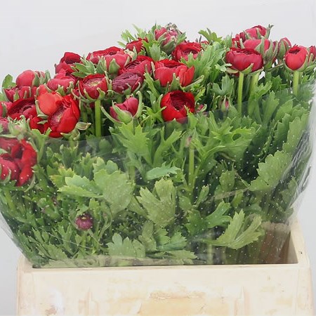 Ranunculus Elegance Red 35cm | Wholesale Dutch Flowers & Florist ...