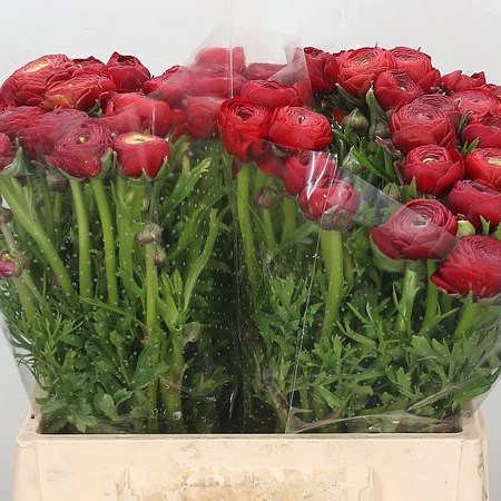 Ranunculus Elegance Red 40cm | Wholesale Dutch Flowers & Florist ...