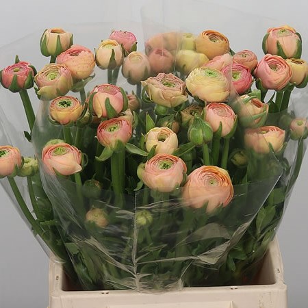 Ranunculus Elegance Salmon 40cm | Wholesale Dutch Flowers & Florist ...