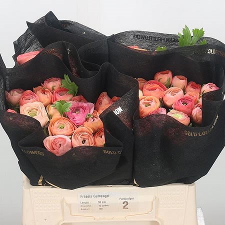 Ranunculus Elegance Salmon Super 38cm | Wholesale Dutch Flowers ...