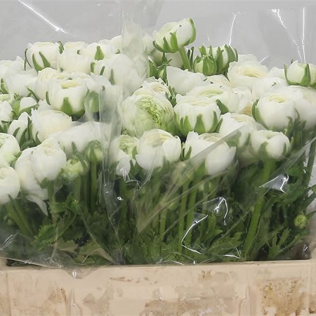 Ranunculus Elegance White 30cm | Wholesale Dutch Flowers & Florist ...