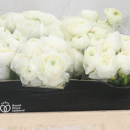 Ranunculus Elegance White 35cm | Wholesale Dutch Flowers & Florist ...
