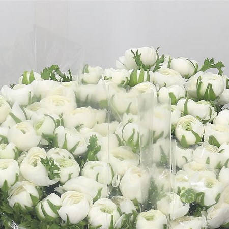 Ranunculus Elegance White 38cm | Wholesale Dutch Flowers & Florist ...