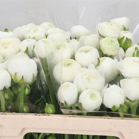 Ranunculus Elegance White 50cm | Wholesale Dutch Flowers & Florist ...