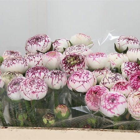 Ranunculus Elegance White Stripes 50cm | Wholesale Dutch Flowers ...