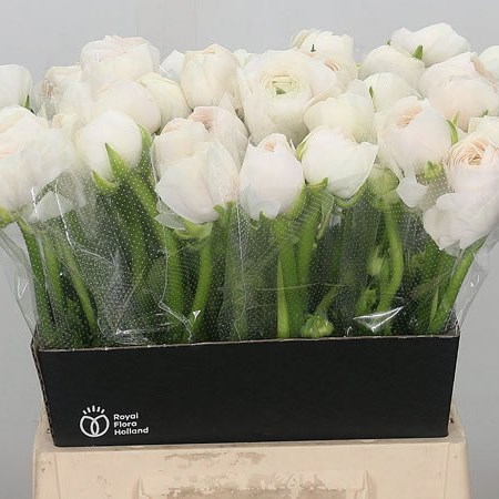 Ranunculus Hanoi 40cm | Wholesale Dutch Flowers & Florist Supplies UK