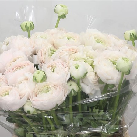 Ranunculus Hanoi Crispy 42cm | Wholesale Dutch Flowers & Florist ...