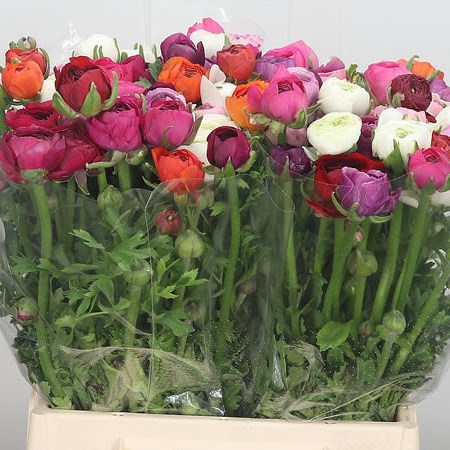 Ranunculus Mixed (Cols may vary to image) 42cm | Wholesale Dutch ...