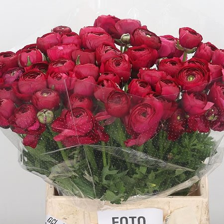 Ranunculus Passion 44cm | Wholesale Dutch Flowers & Florist Supplies UK