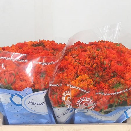 Ranunculus Pon Pon Garfield 30cm | Wholesale Dutch Flowers & Florist ...