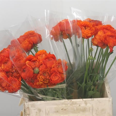 Ranunculus Pon Pon Garfield 38cm | Wholesale Dutch Flowers & Florist ...