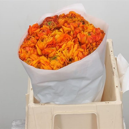 Ranunculus Pon Pon Garfield 40cm | Wholesale Dutch Flowers & Florist ...