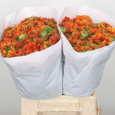 Ranunculus Pon Pon Garfield 45cm | Wholesale Dutch Flowers & Florist ...